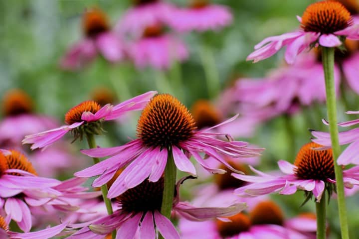 Native Florida Flowers - 12 Colorful Ideas for your Garden