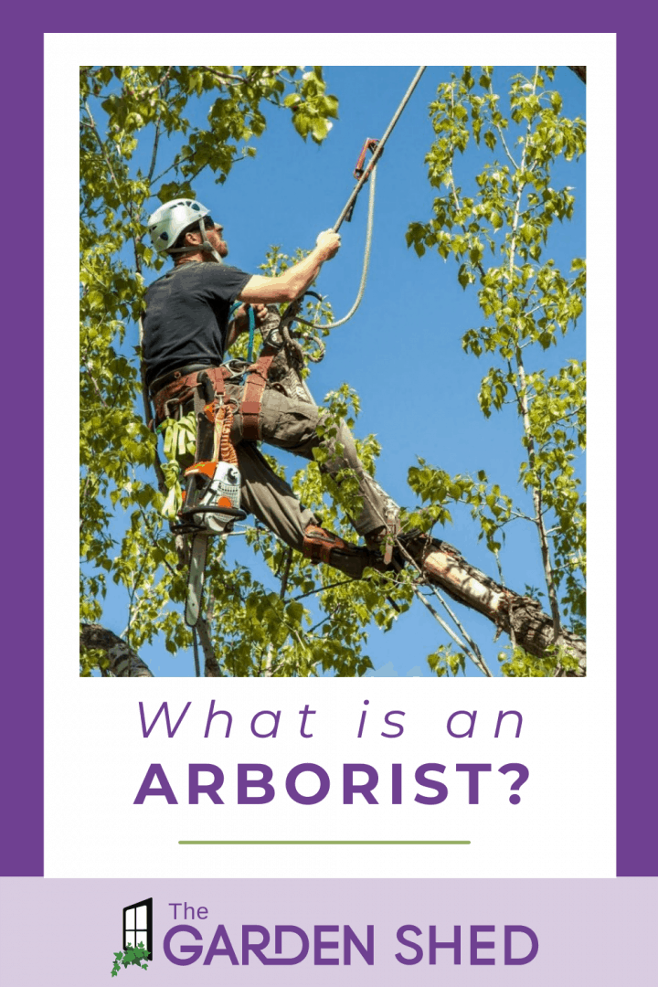 What Is An Arborist? - The Garden Shed
