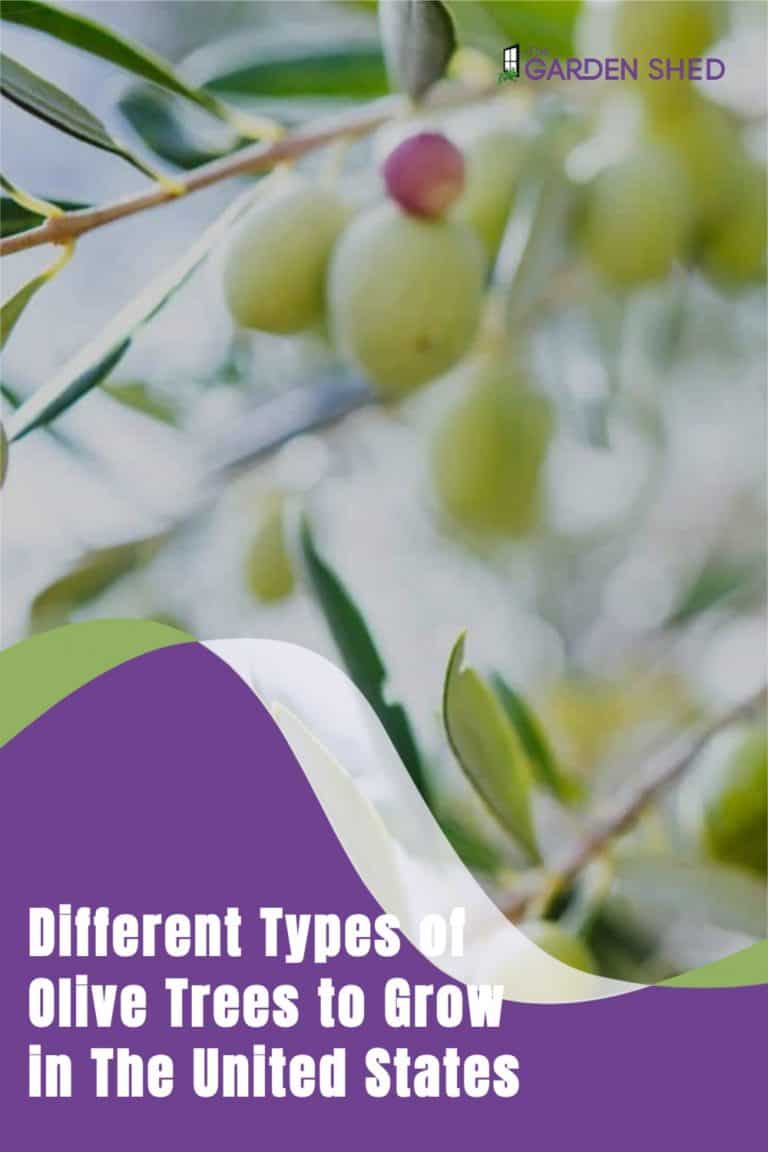 Different Types of Olive Trees to Grow in The United States - The ...