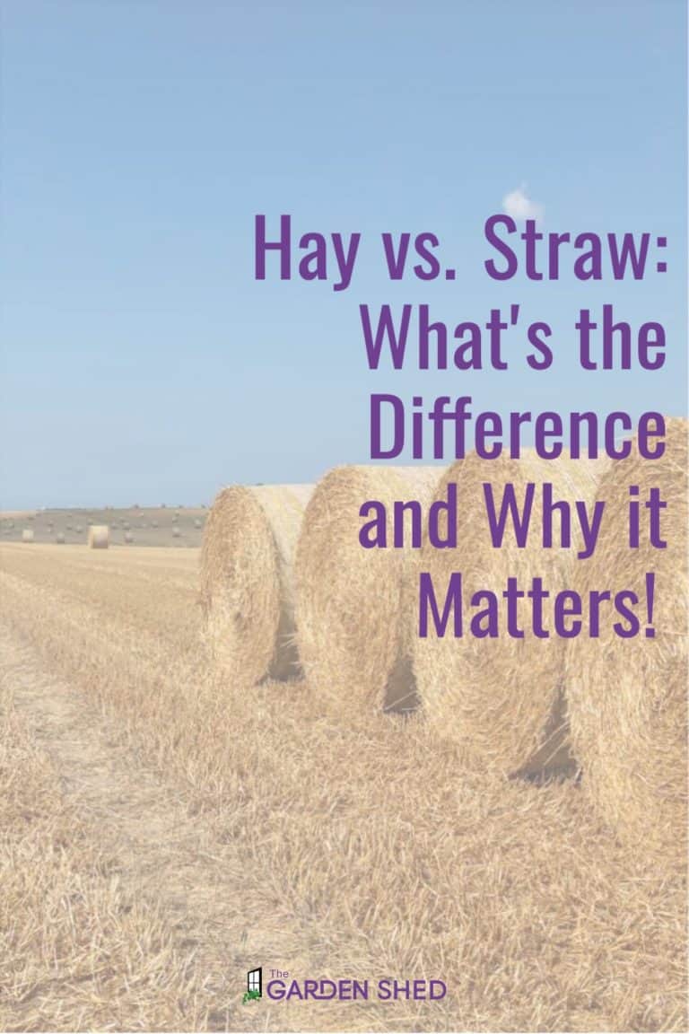 Hay vs. Straw - What's the Difference and Why it Matters! - The Garden Shed