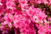 Rhododendron vs Azalea: What's the Difference? - The Garden Shed