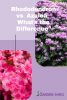Rhododendron vs Azalea: What's the Difference? - The Garden Shed