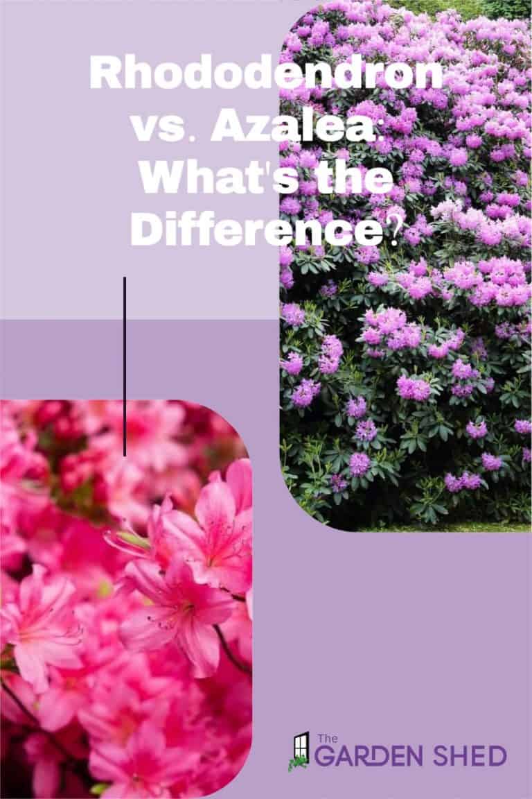 Rhododendron vs Azalea: What's the Difference? - The Garden Shed