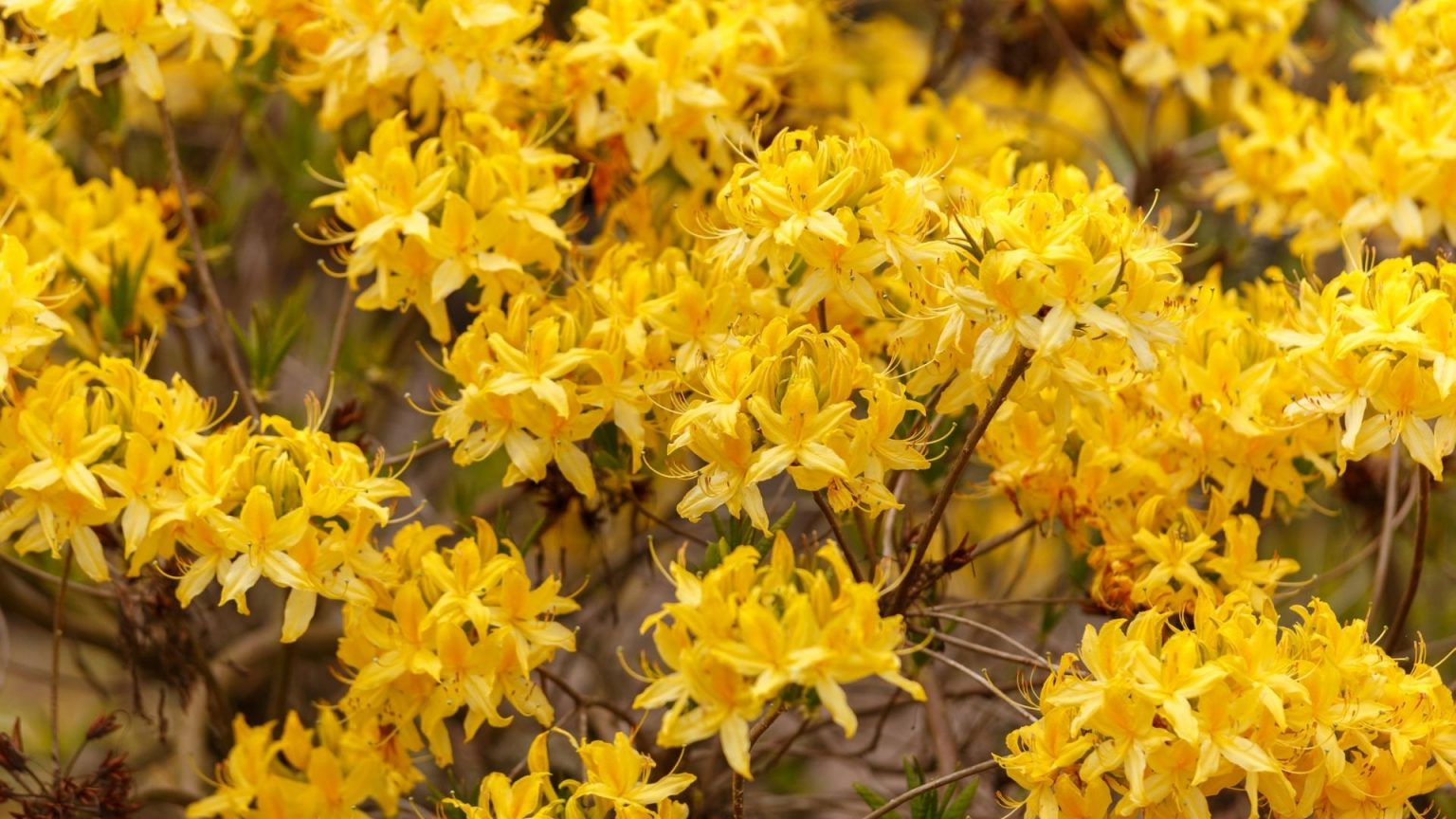 Popular Yellow Flowering Shrubs - The Garden Shed