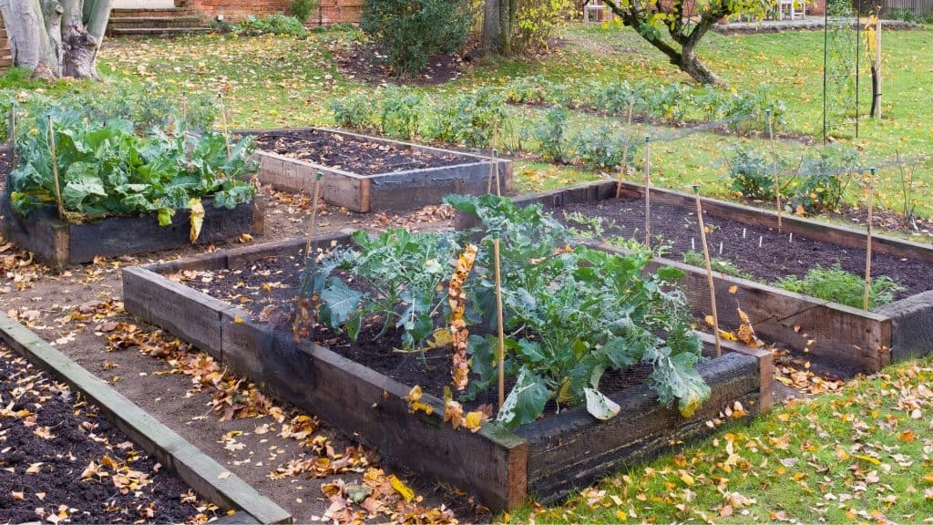 What Vegetables Can Be Planted in the Fall?